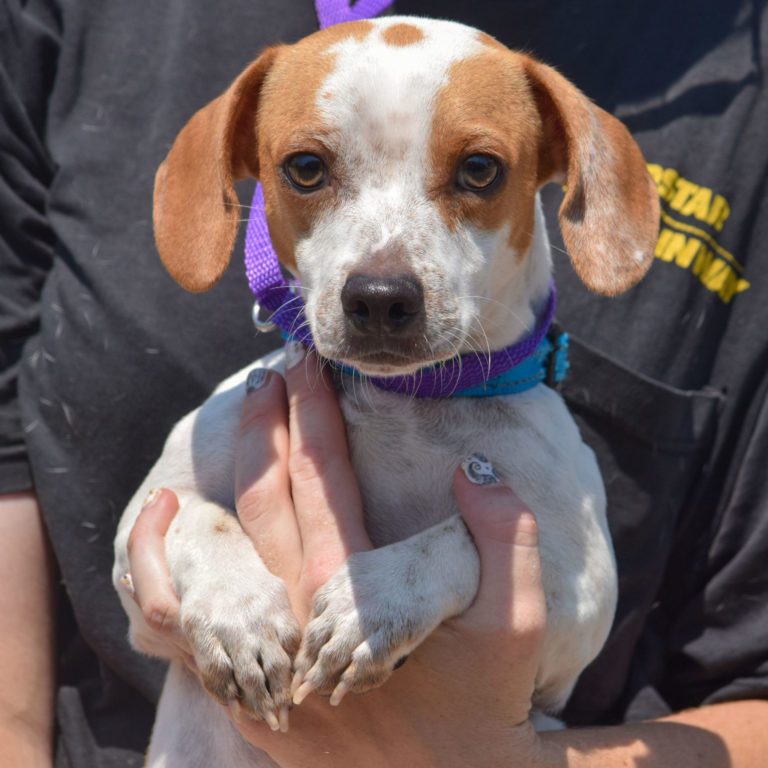 Pepe - Animal House Shelter