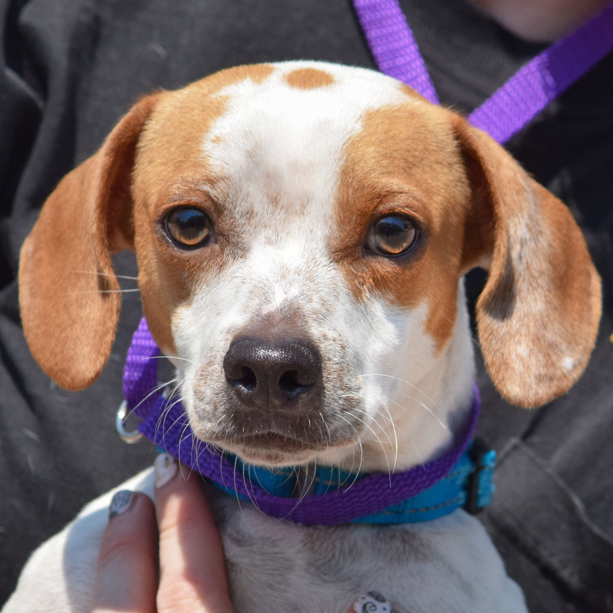 Pepe - Animal House Shelter