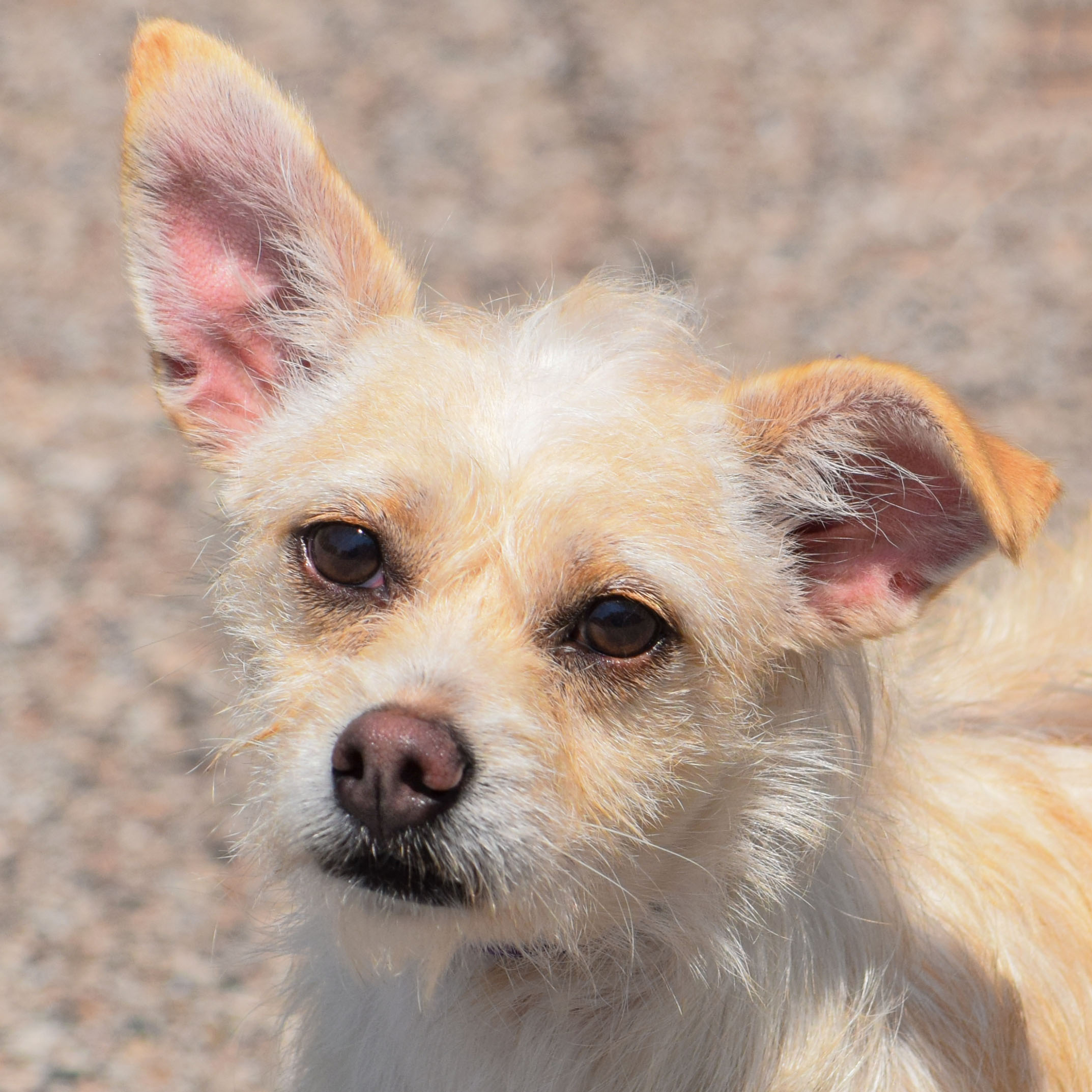 Petrie - Animal House Shelter