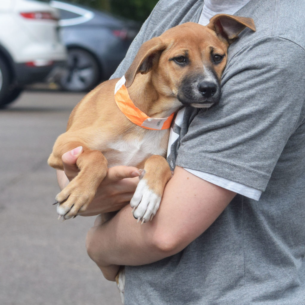 Raja - Animal House Shelter