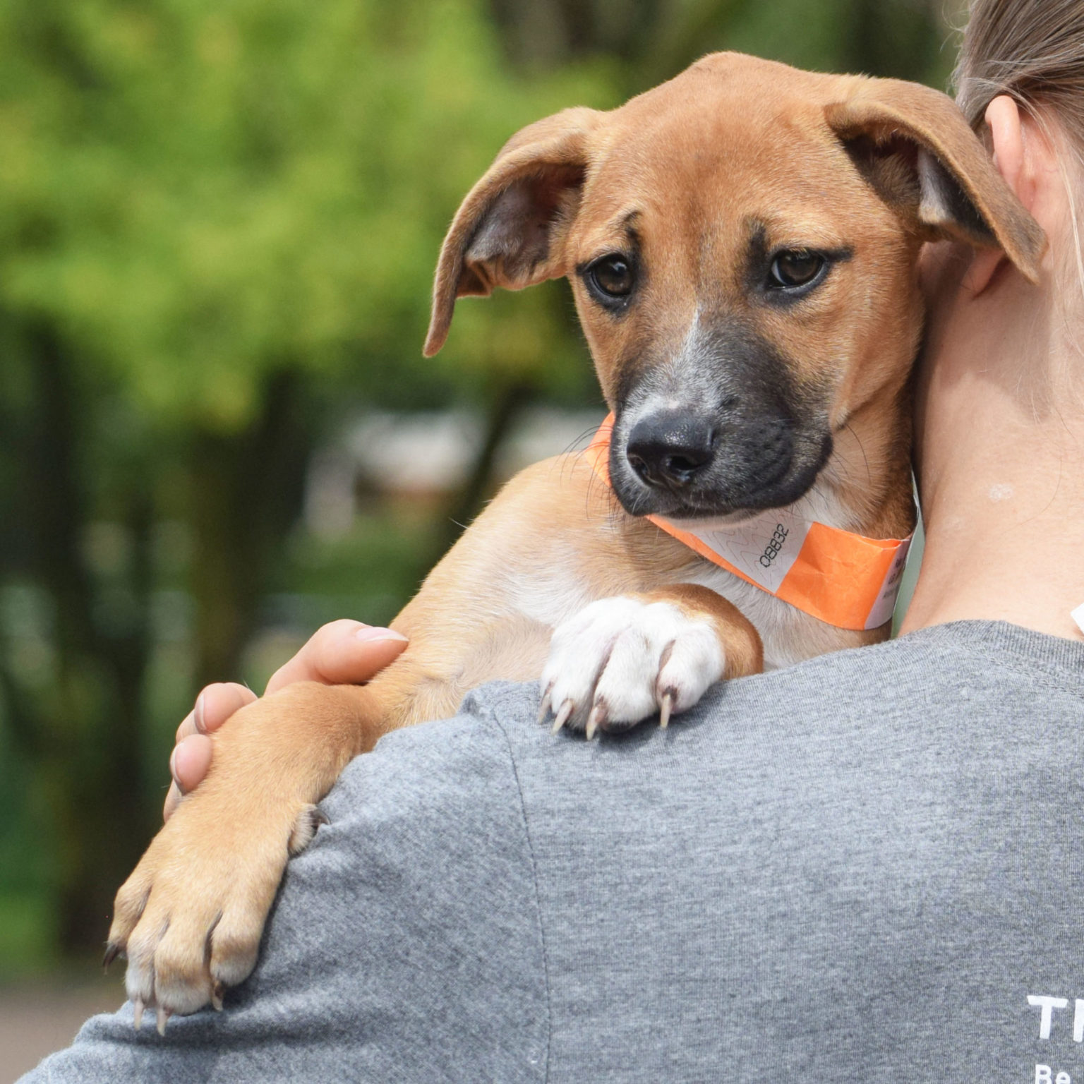 Raja - Animal House Shelter