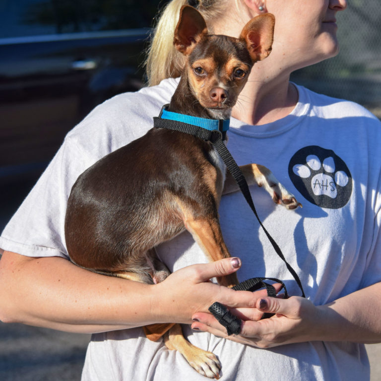 Roscoe - Animal House Shelter