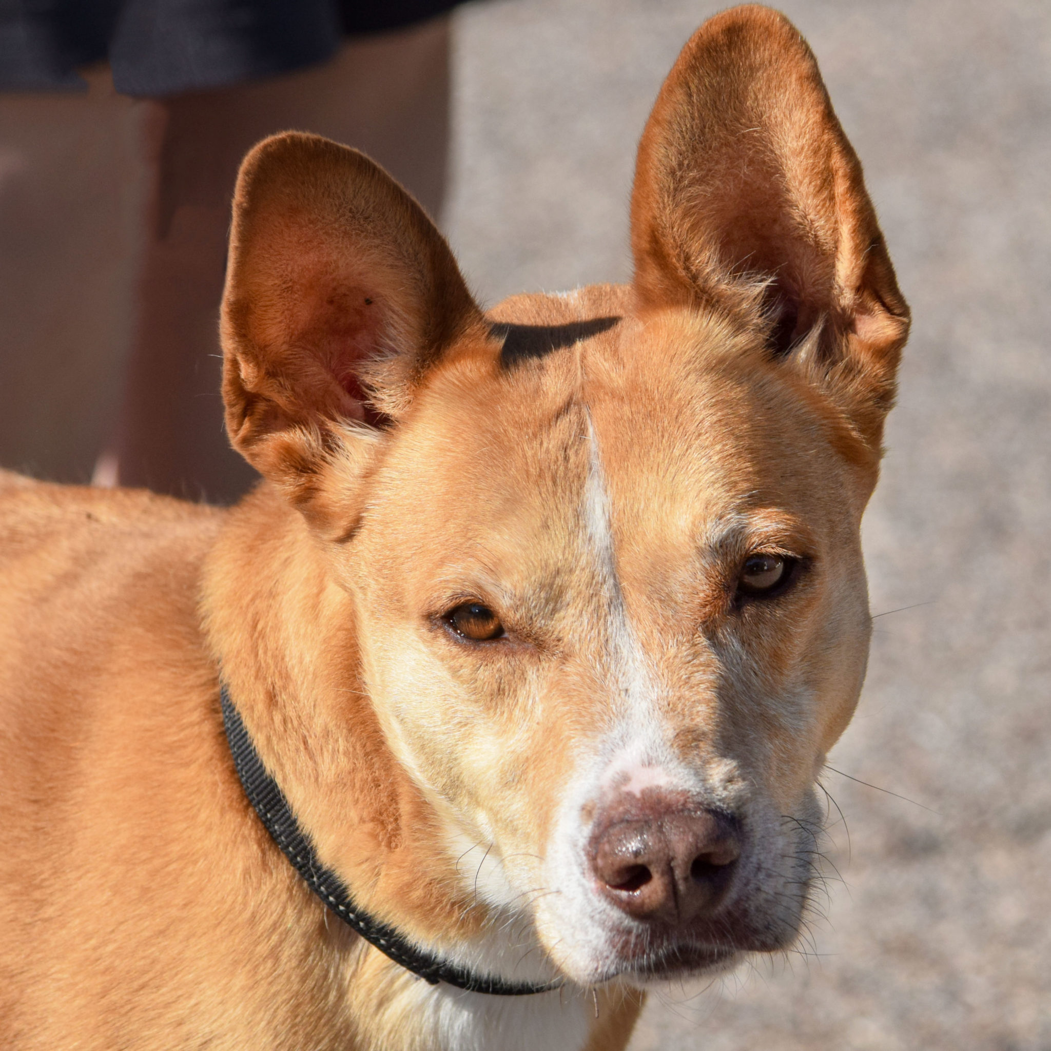 Sienna - Animal House Shelter