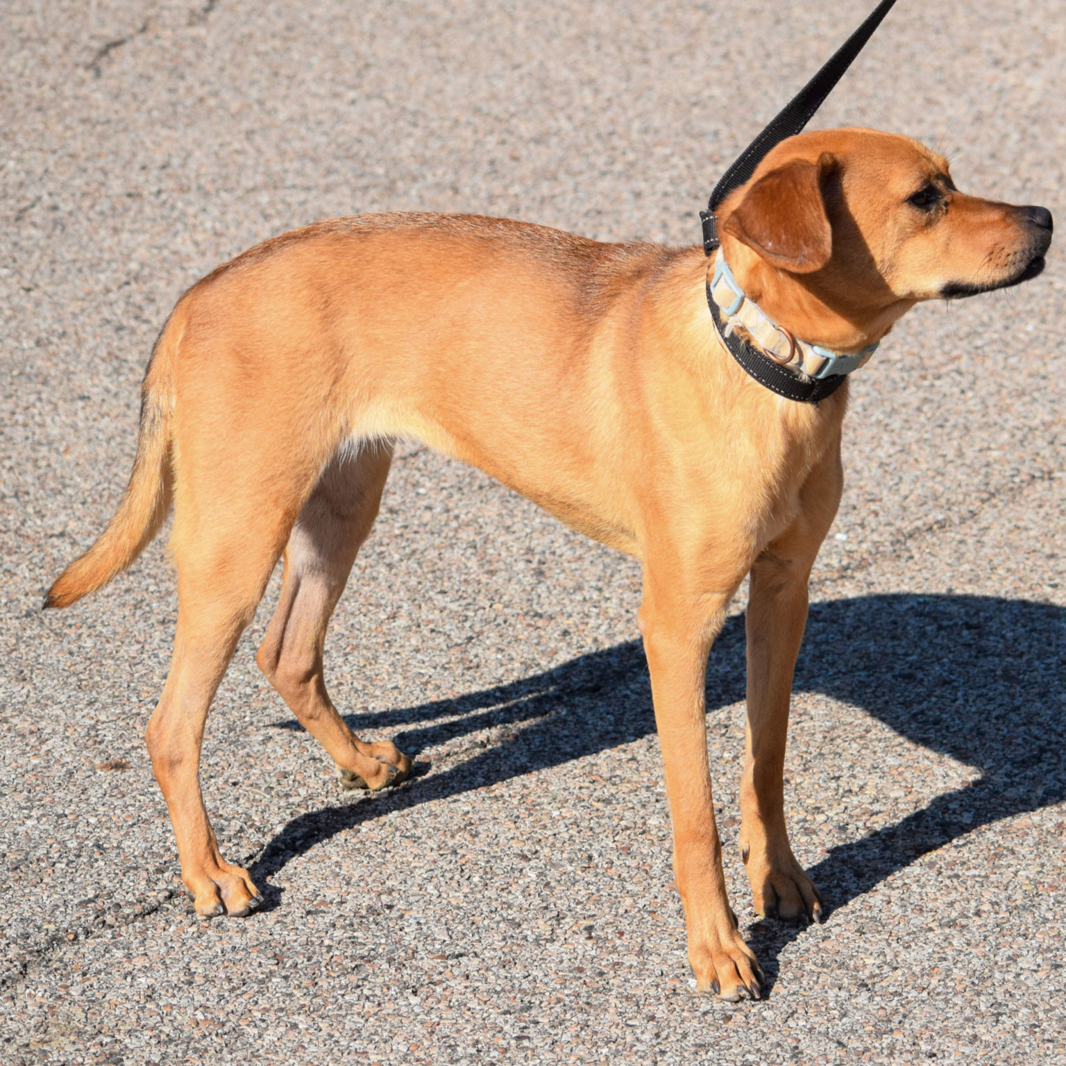 Sprinkles - Animal House Shelter