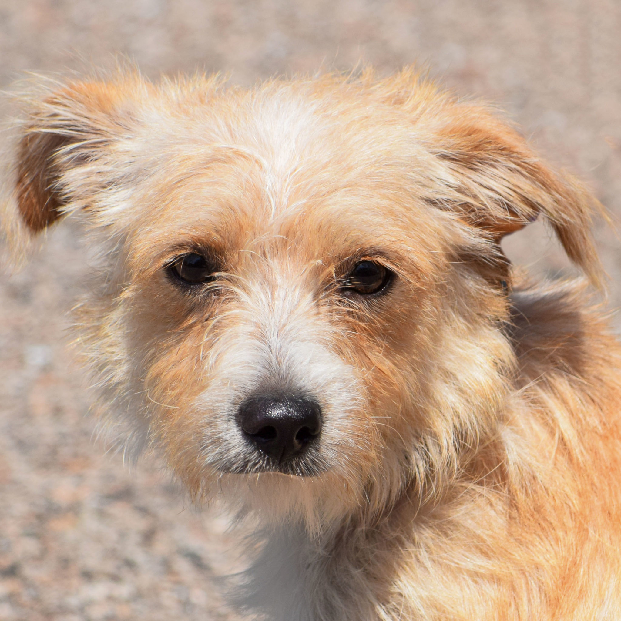 Tara - Animal House Shelter