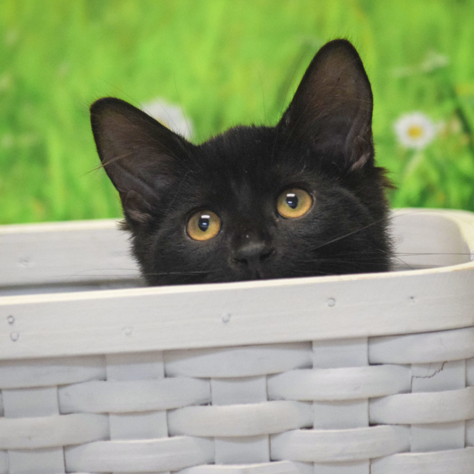 Timi - Animal House Shelter