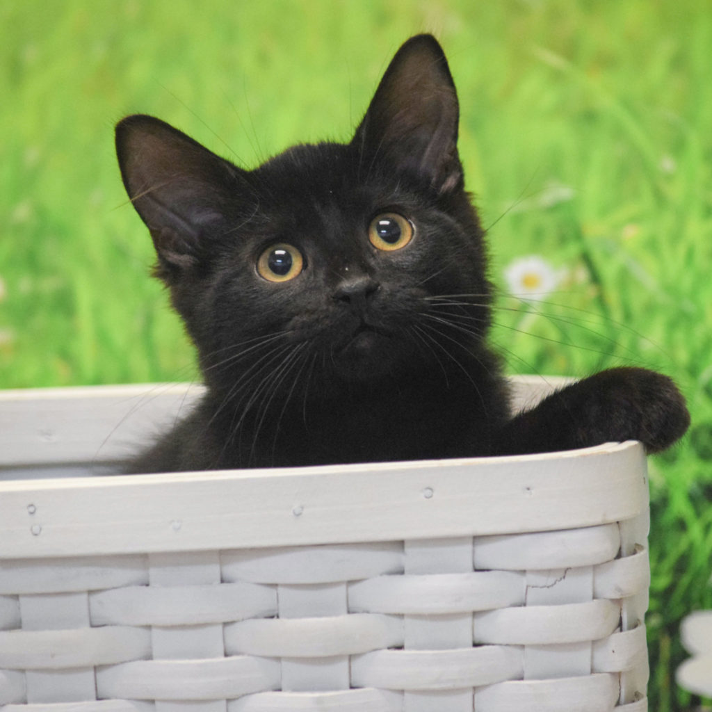 Timi - Animal House Shelter