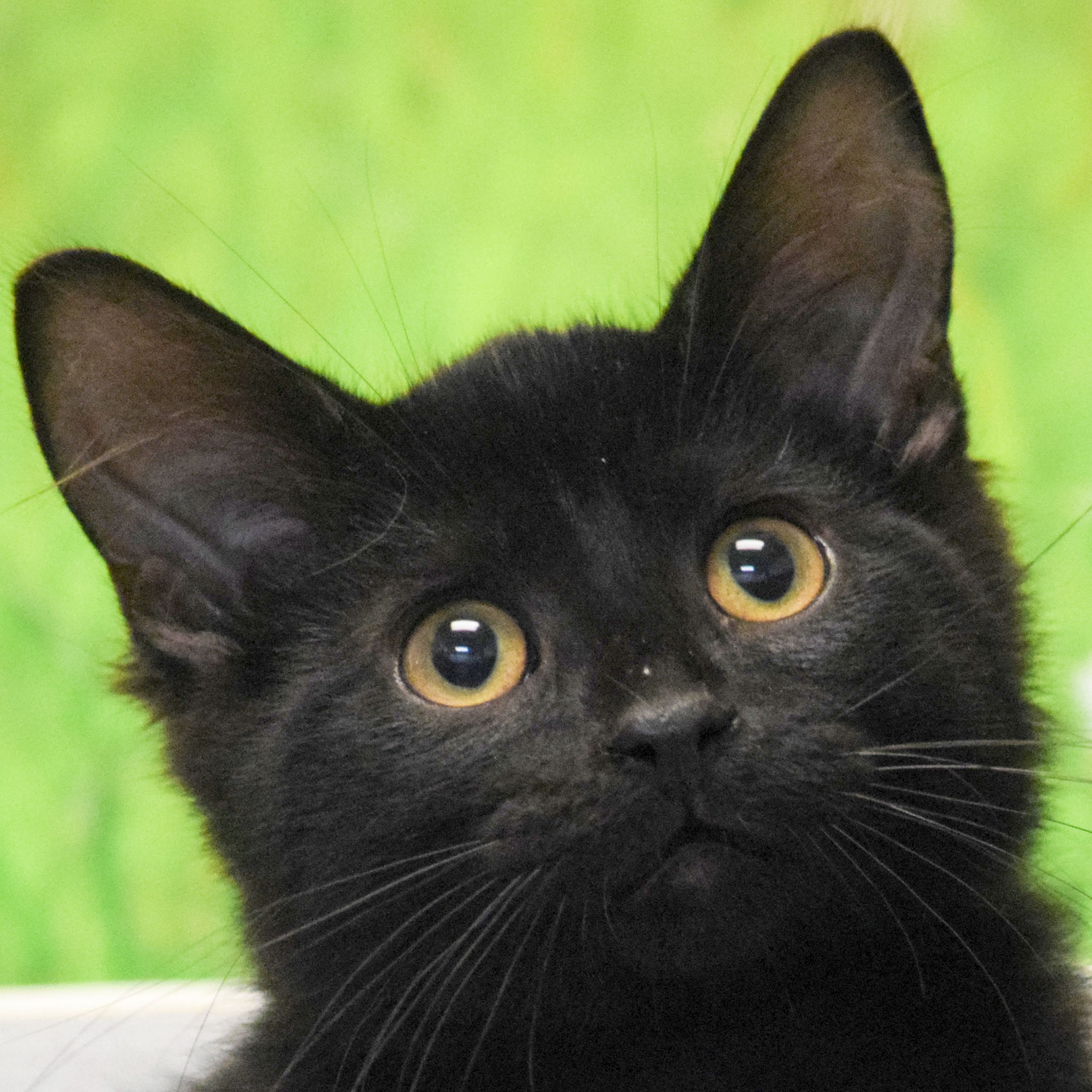 Timi - Animal House Shelter