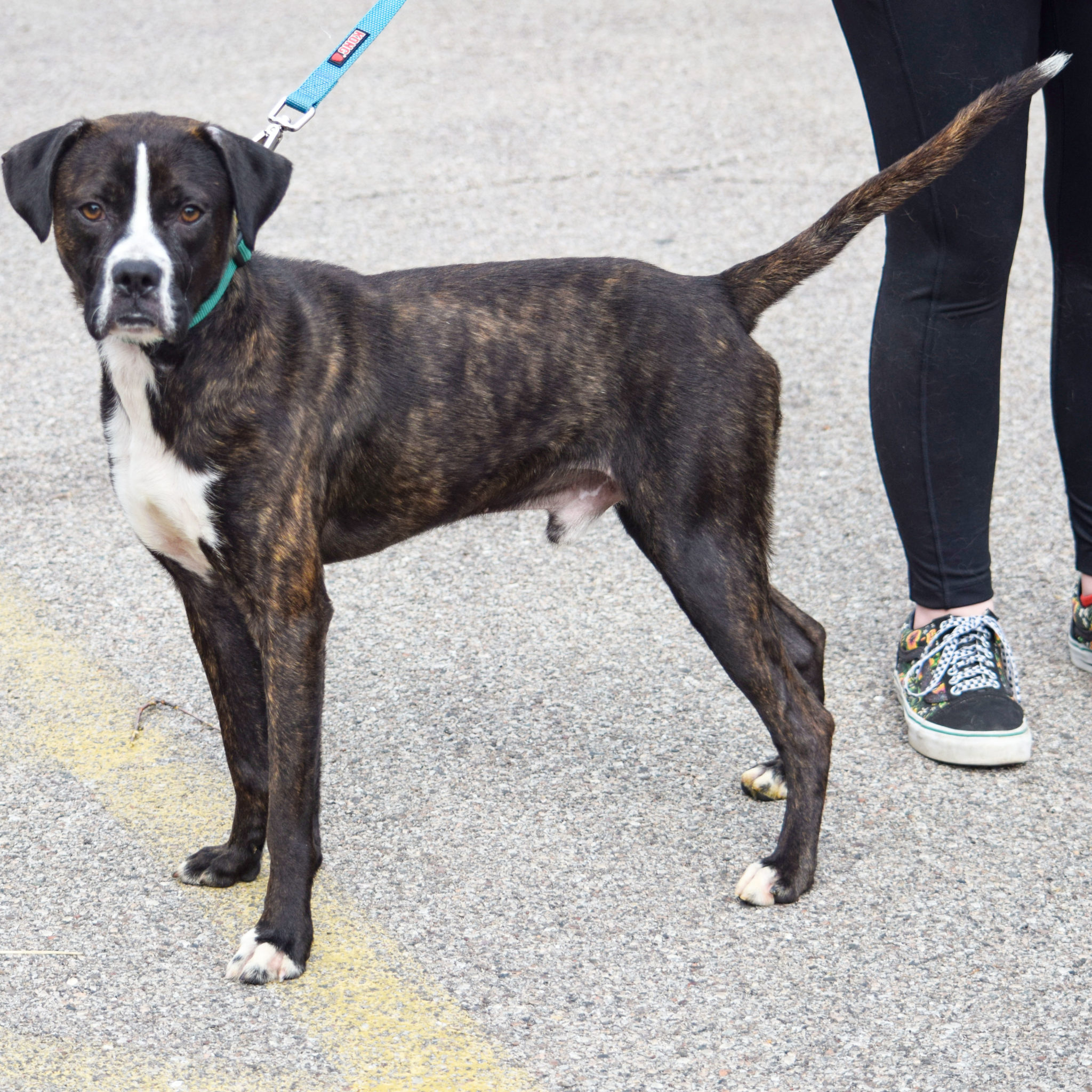 Tyson - Animal House Shelter