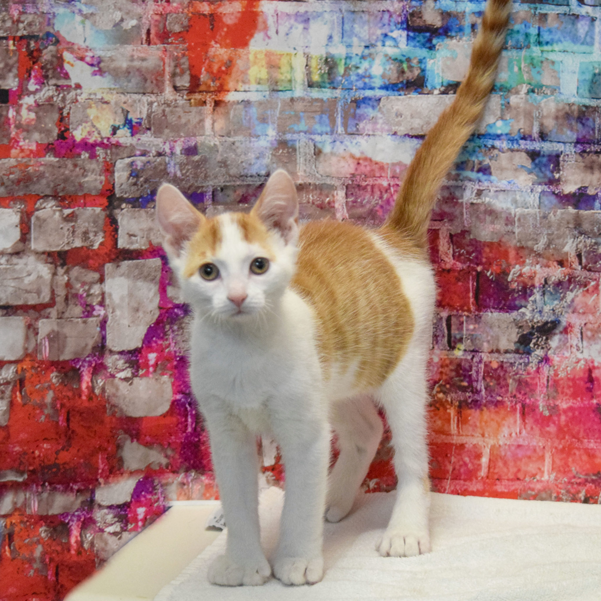 Zinger - Animal House Shelter