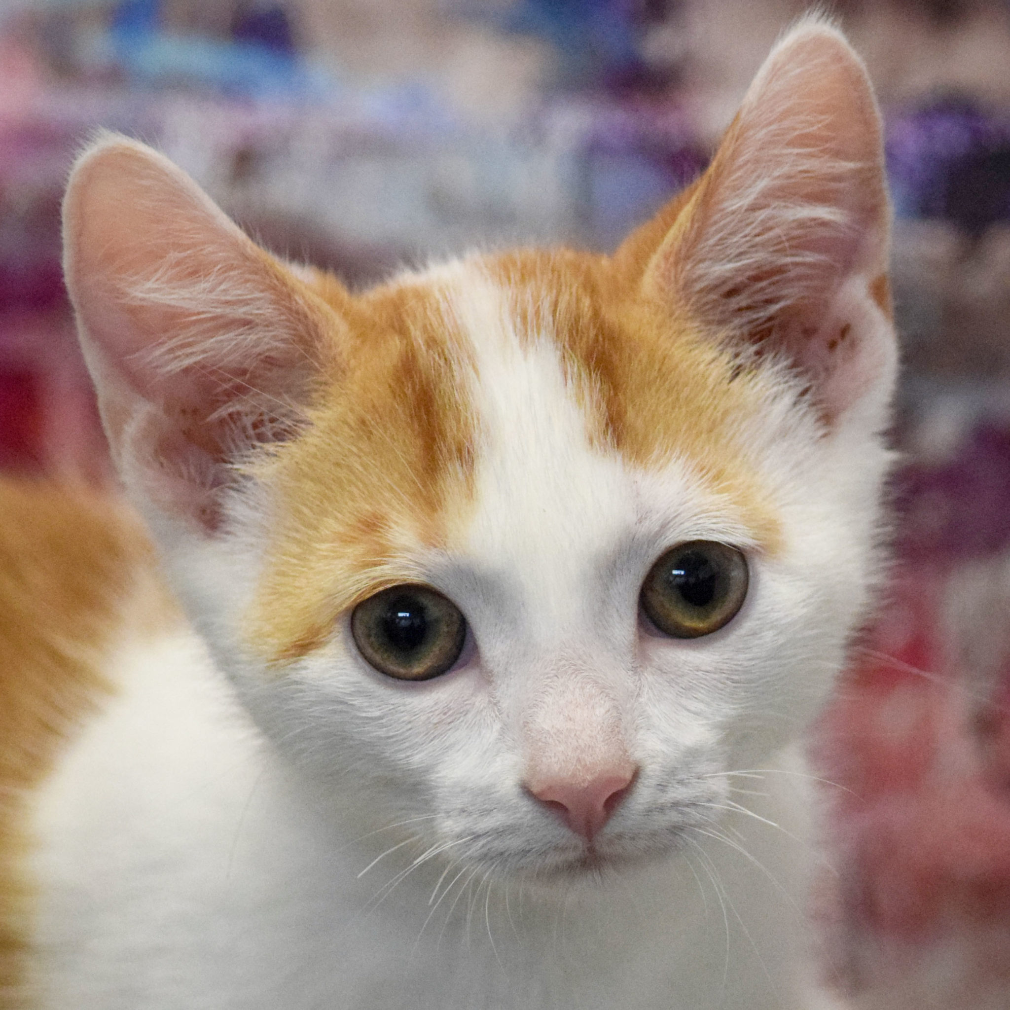 Zinger - Animal House Shelter