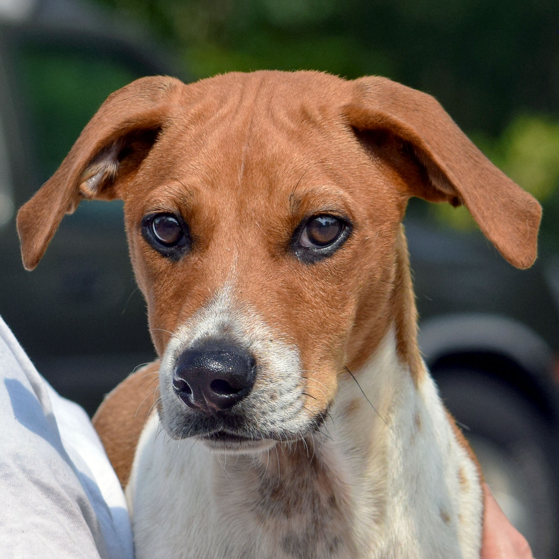 Are Plummer Terrier Good With Kids