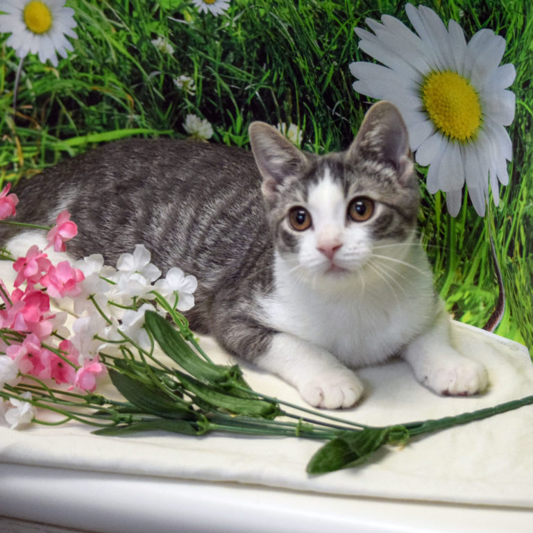 Ash - Animal House Shelter