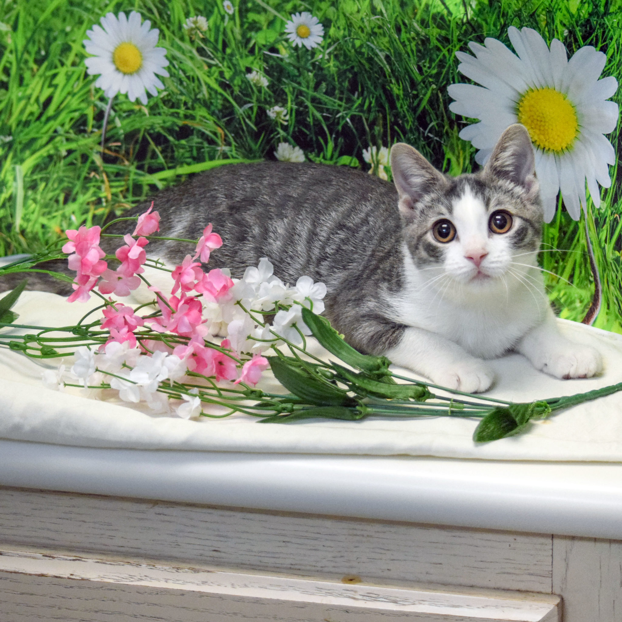 Ash - Animal House Shelter