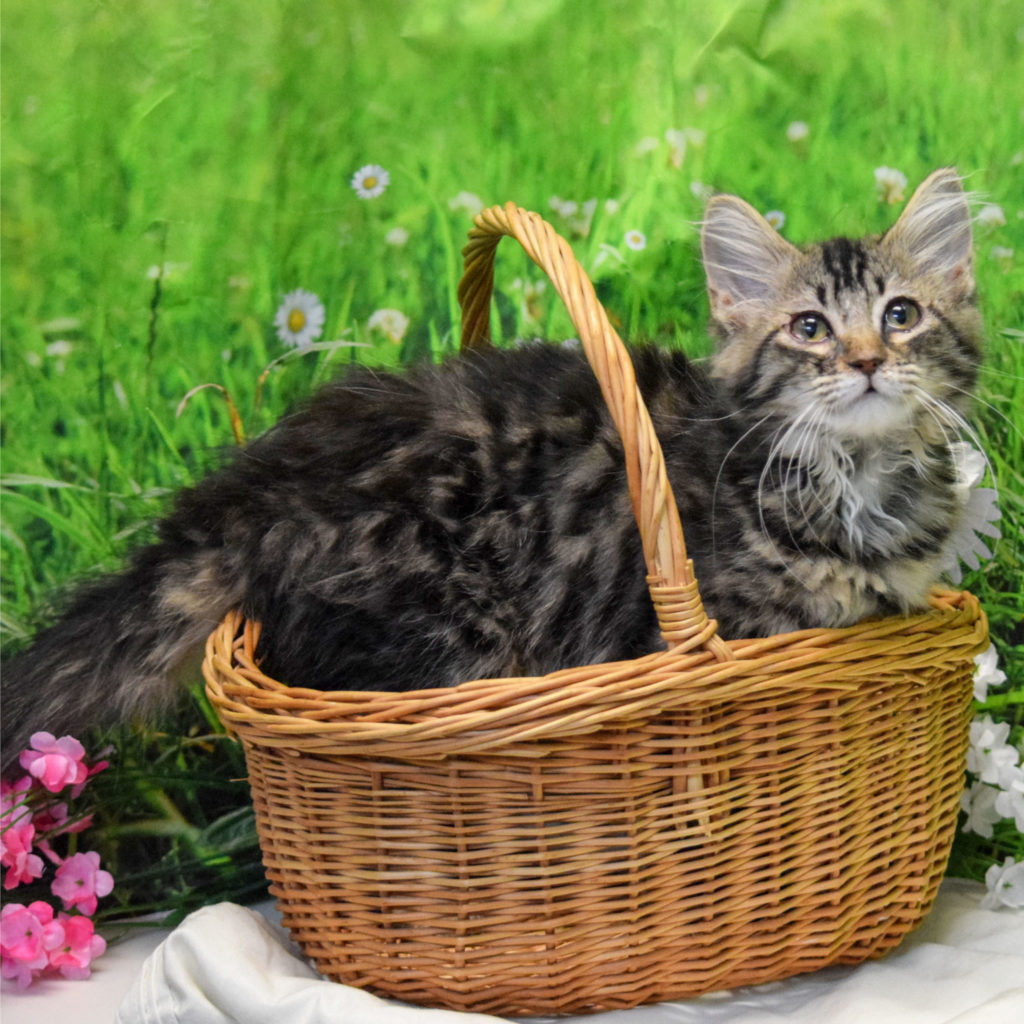 Fern - Animal House Shelter