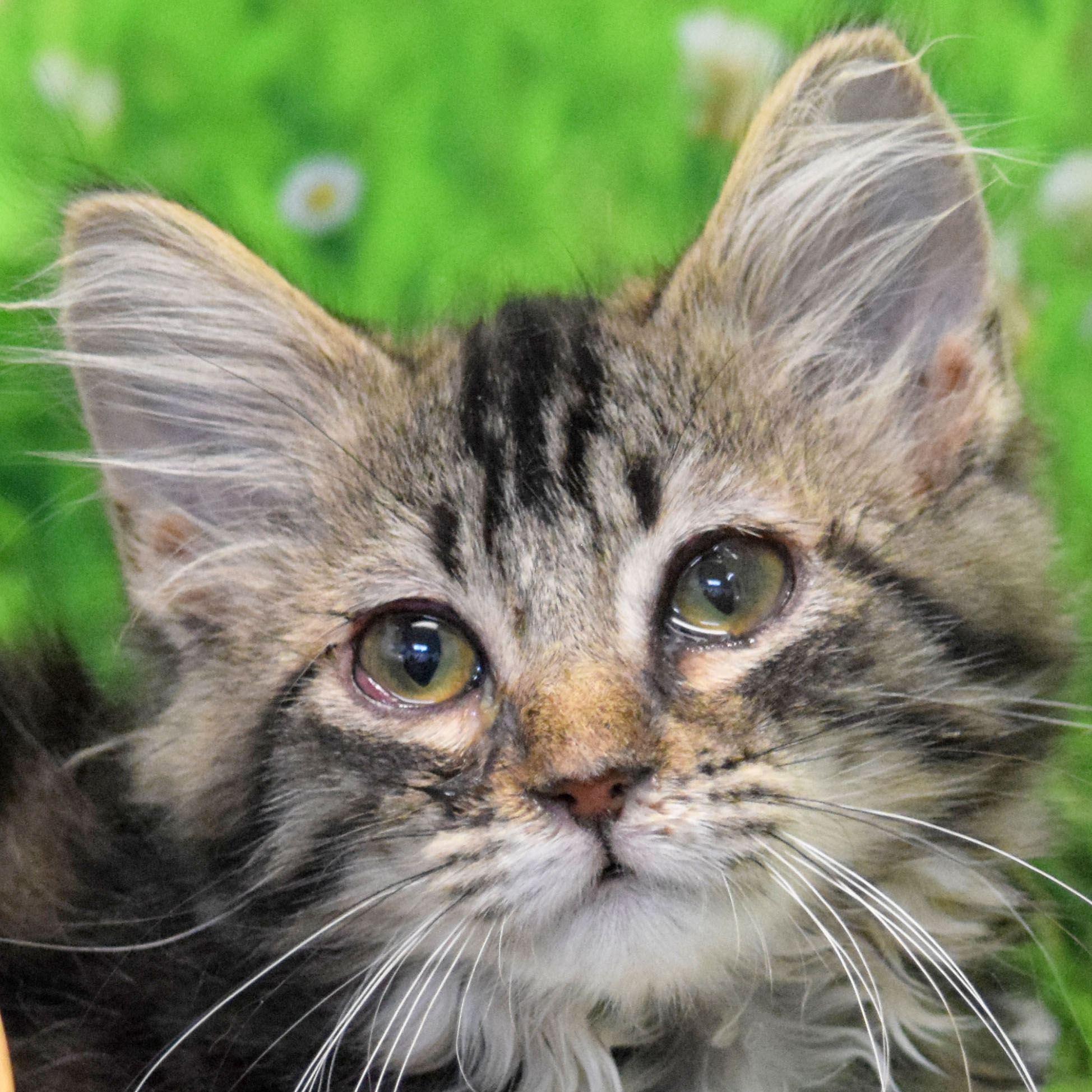 Fern - Animal House Shelter