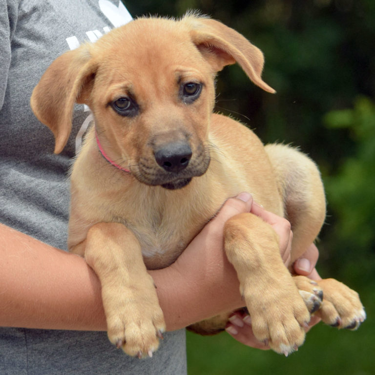 Firecracker - Animal House Shelter