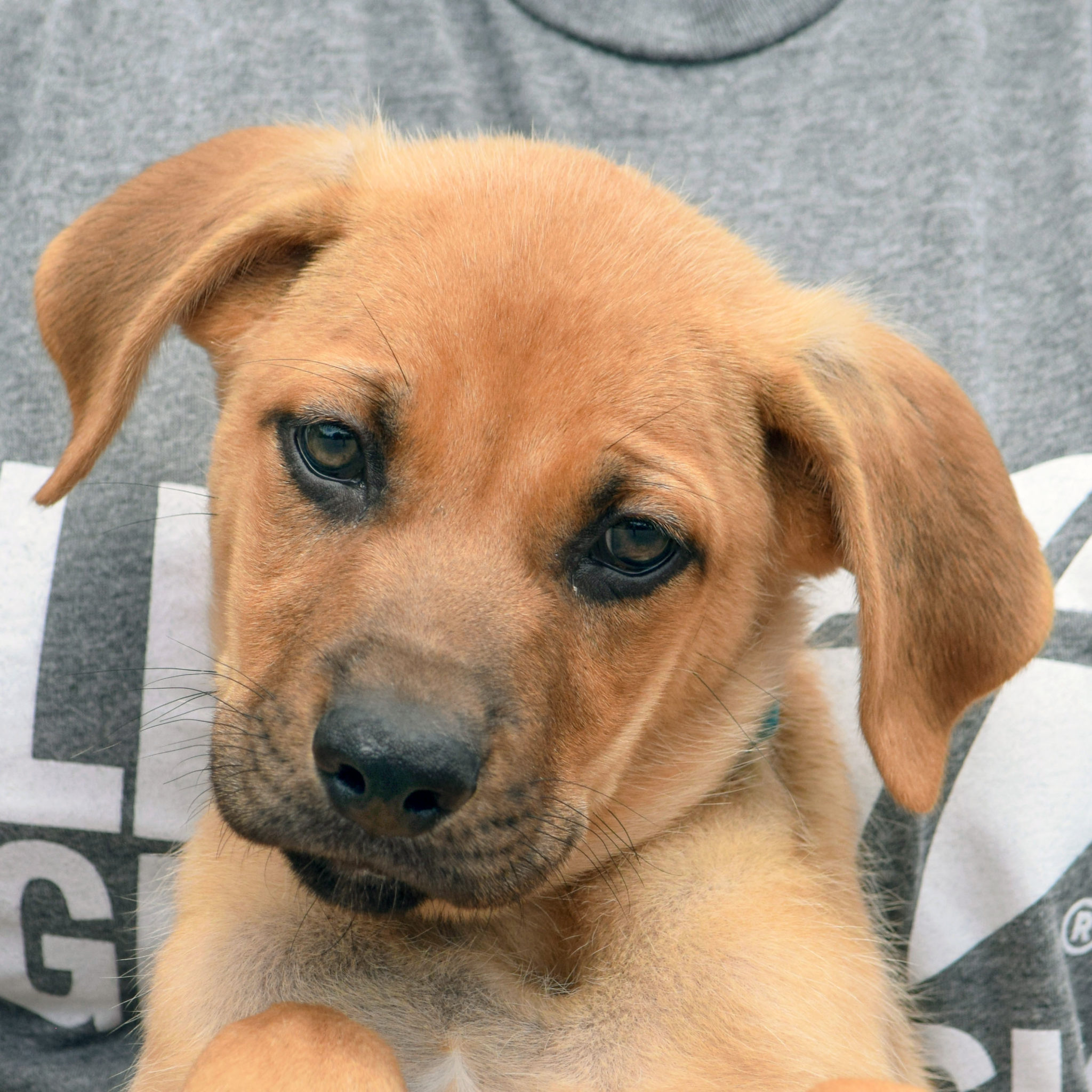 Firecracker - Animal House Shelter