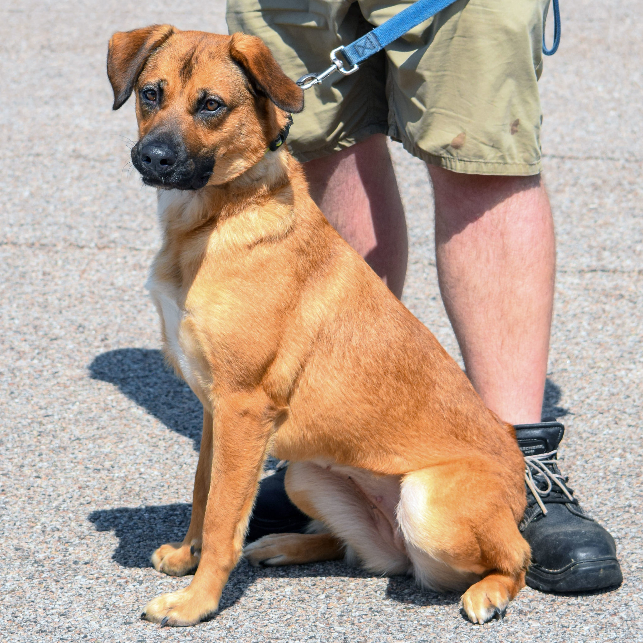 Hannah - Animal House Shelter