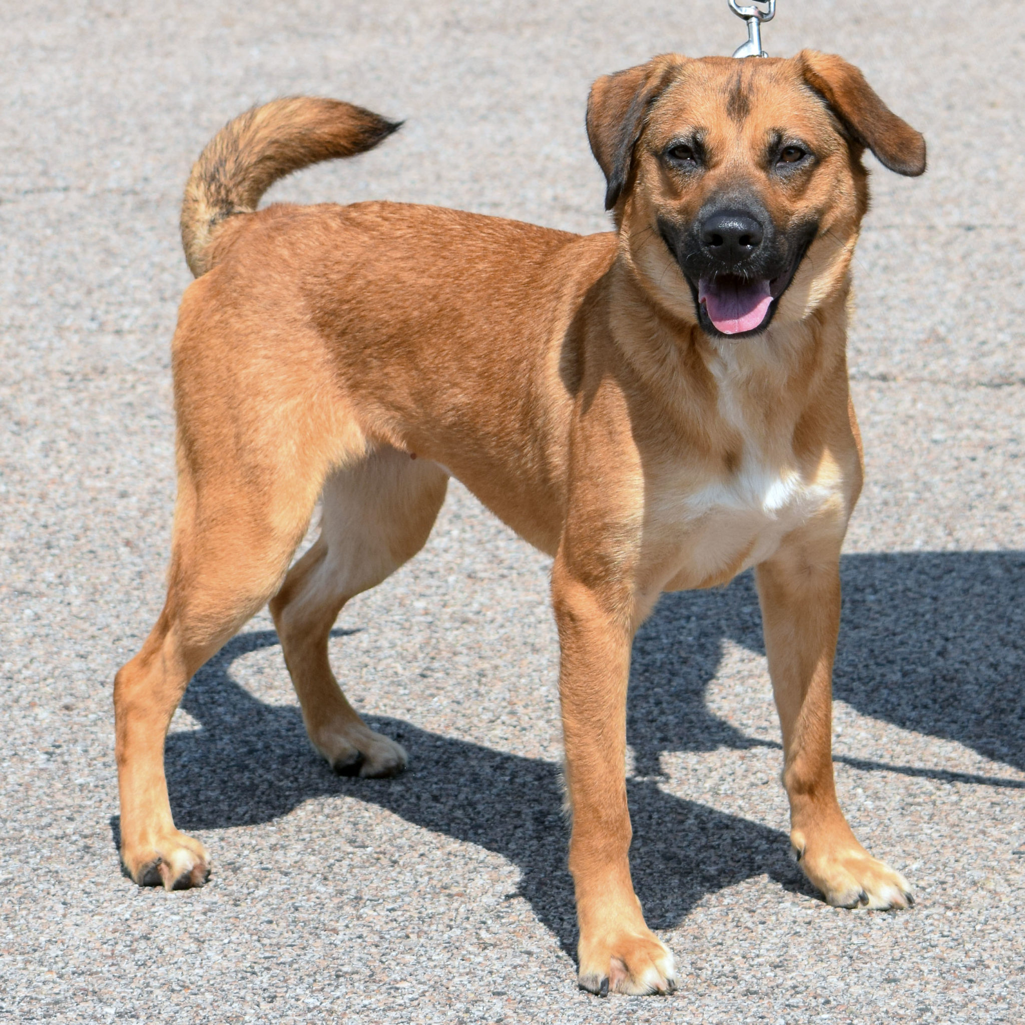 Hannah - Animal House Shelter