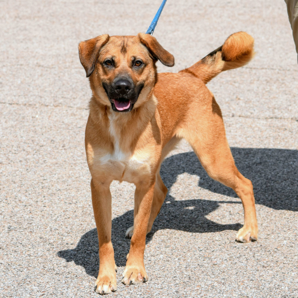 Hannah - Animal House Shelter