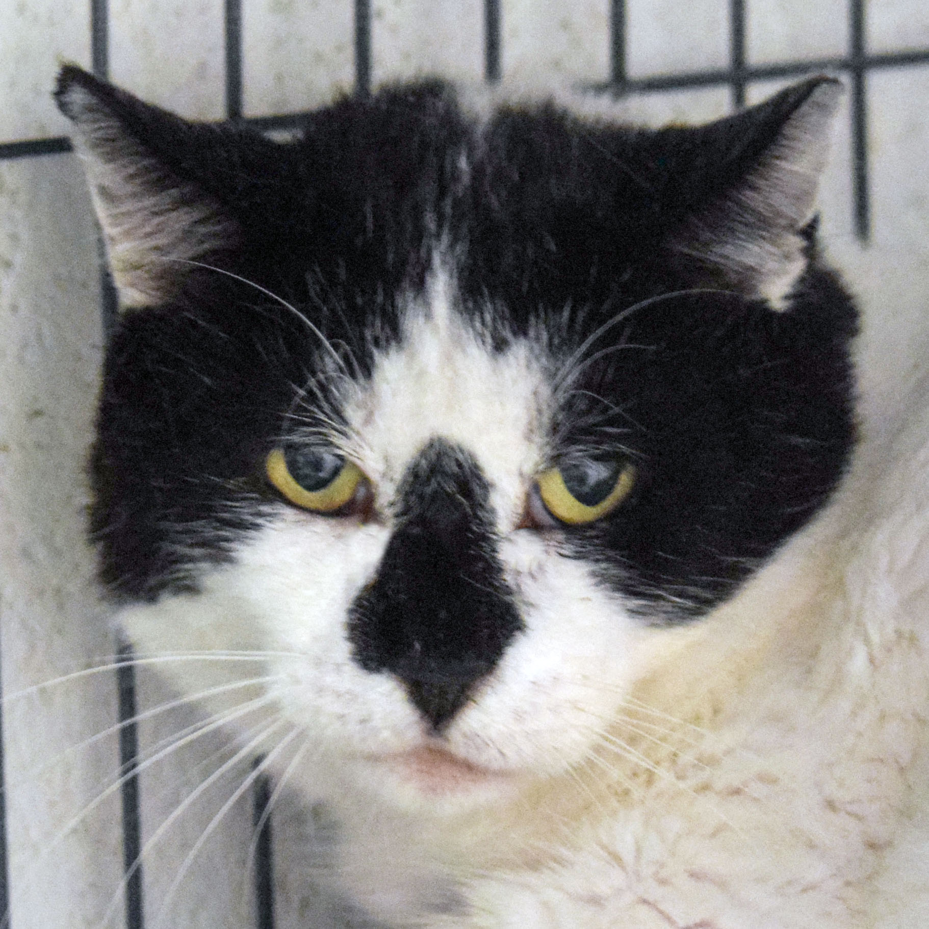 Kaden - Animal House Shelter