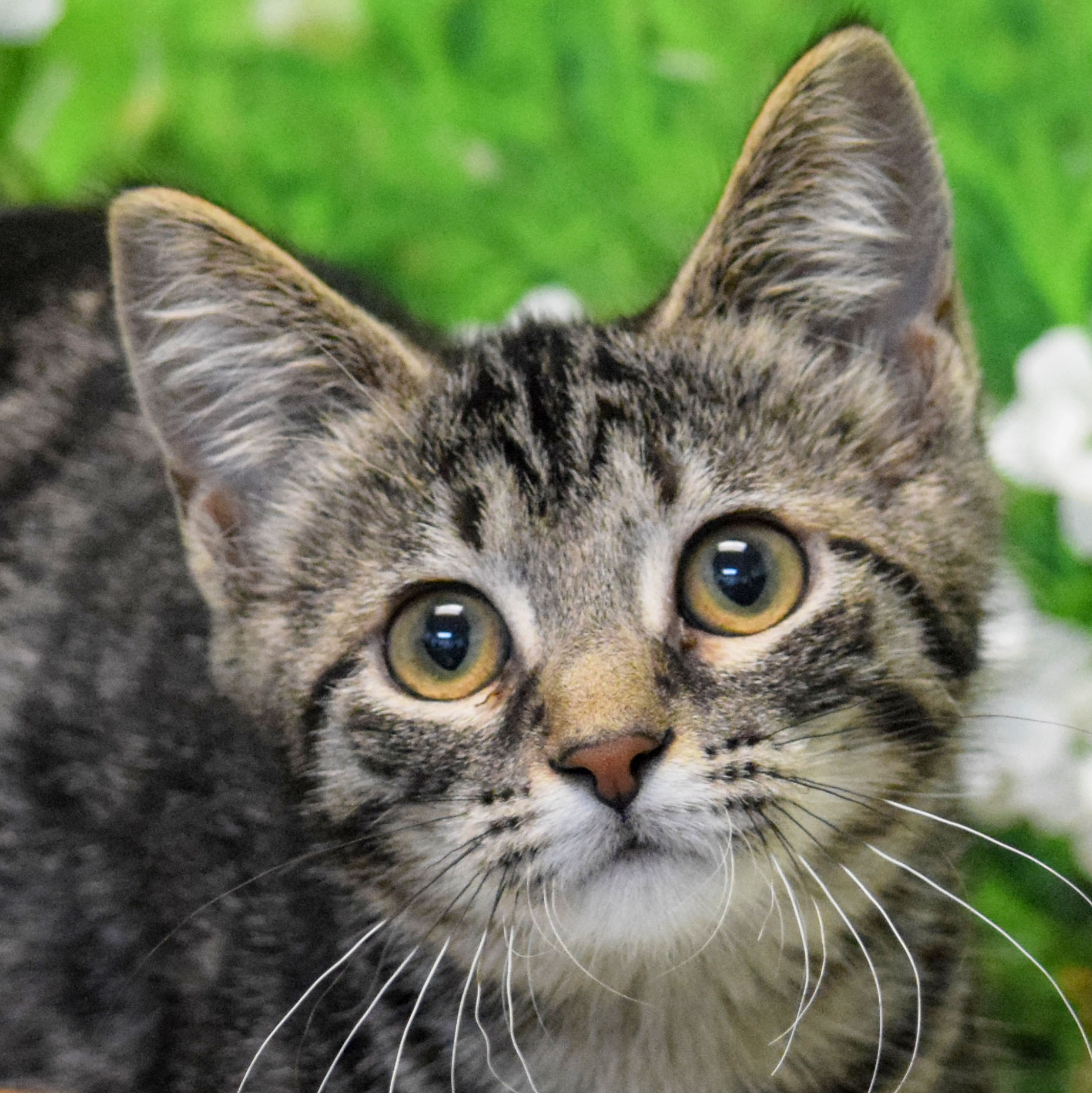 Poppy - Animal House Shelter