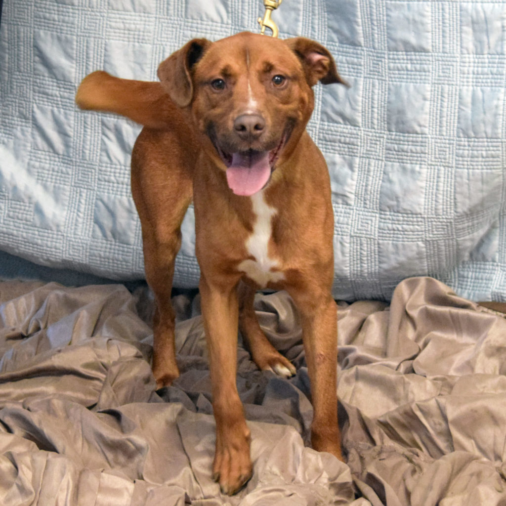 Roscoe - Animal House Shelter