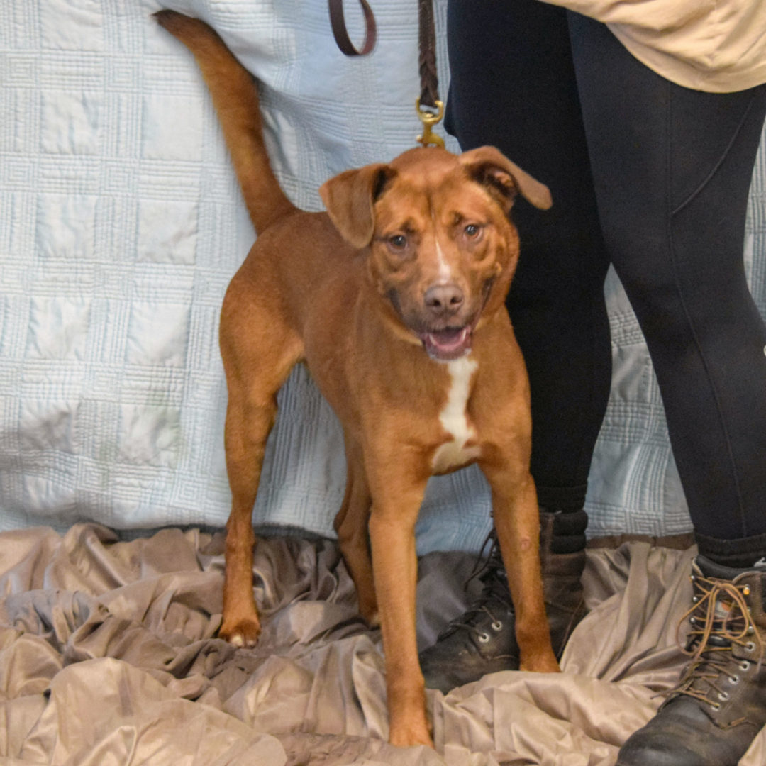 Roscoe - Animal House Shelter