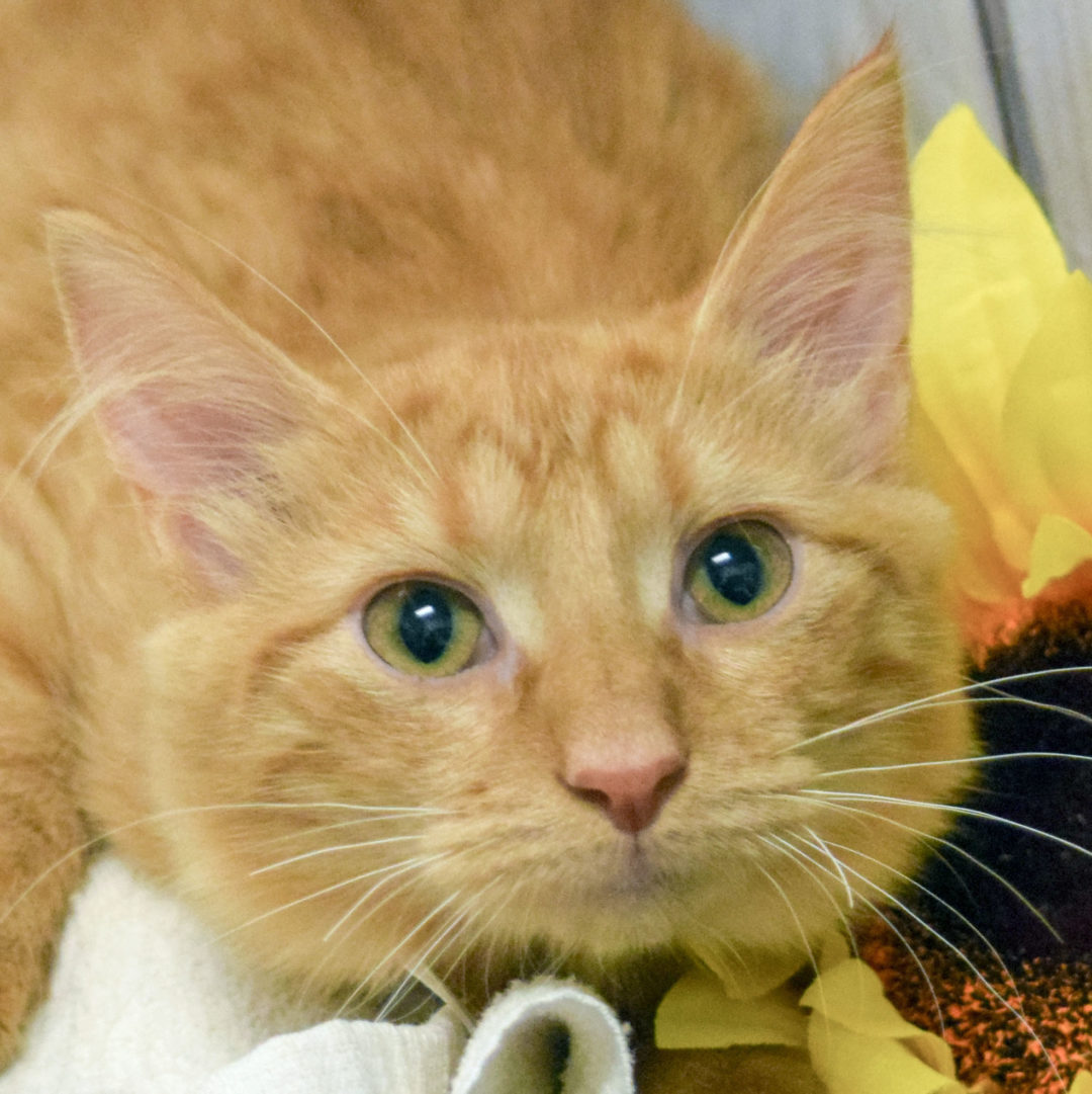 Foster Cats - Animal House Shelter