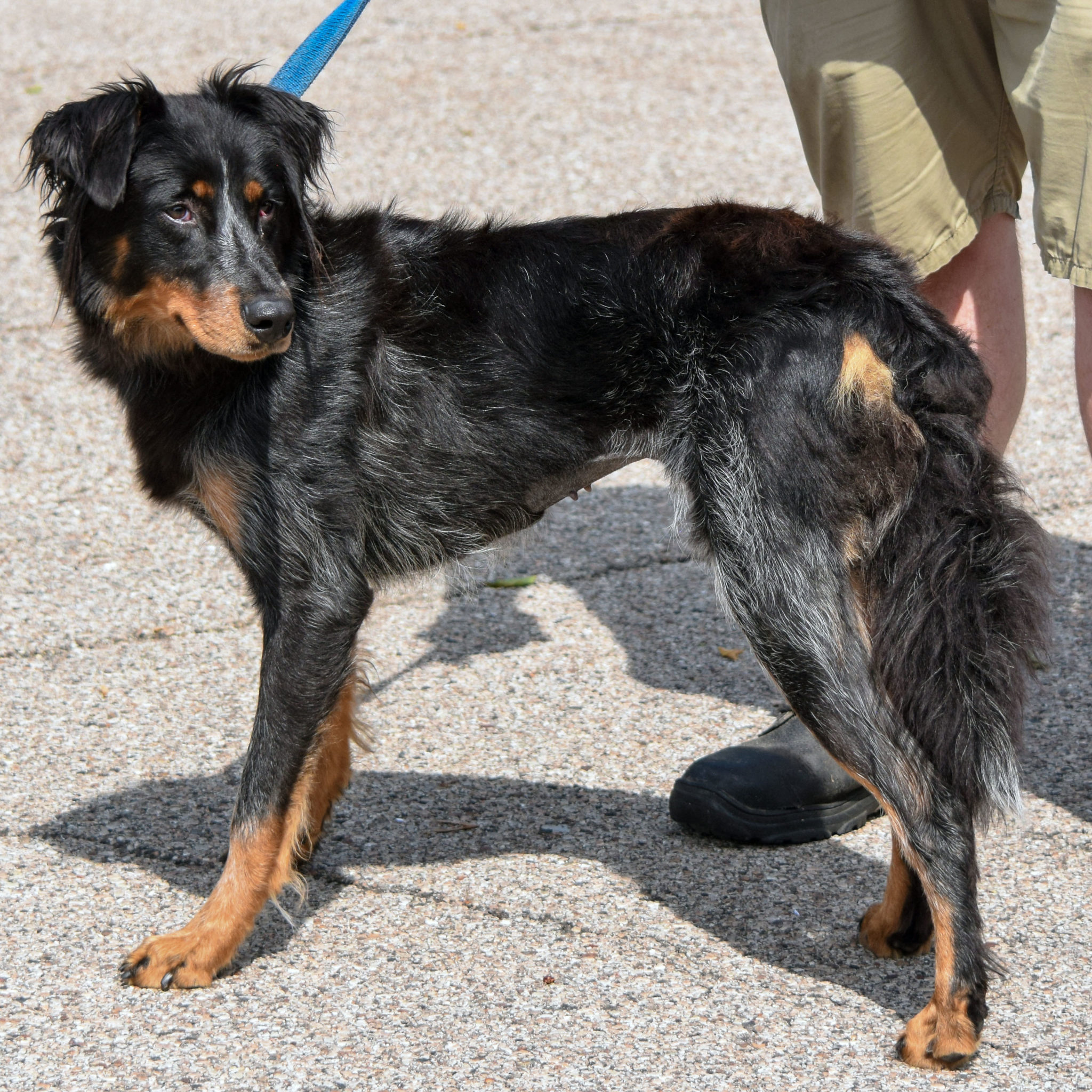 Sybil - Animal House Shelter