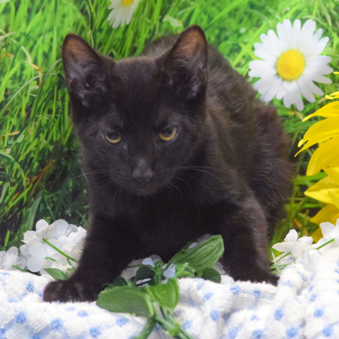 Tito - Animal House Shelter