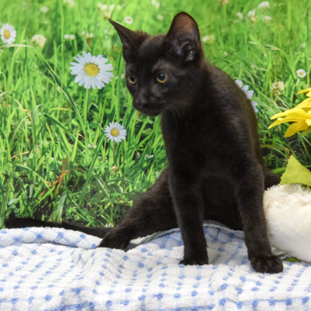 Tito - Animal House Shelter