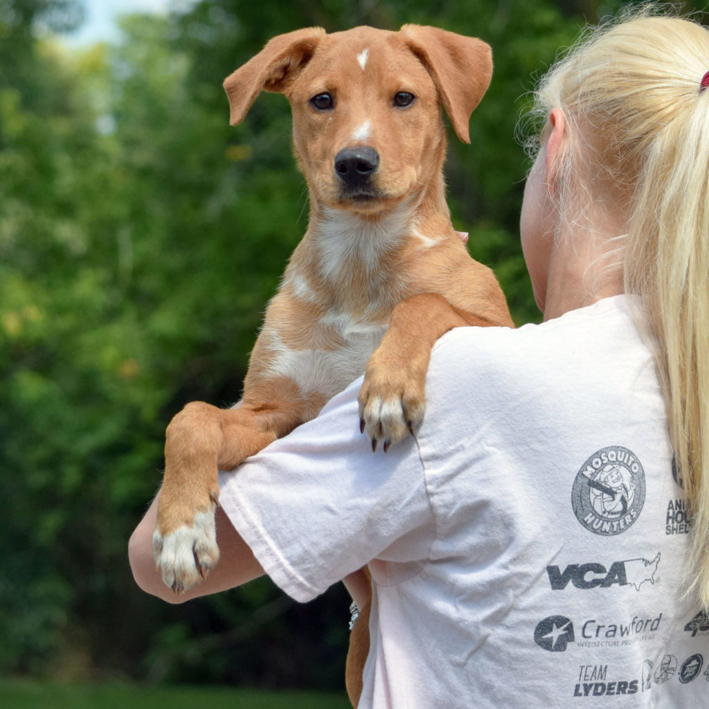 Yankee Doodle - Animal House Shelter