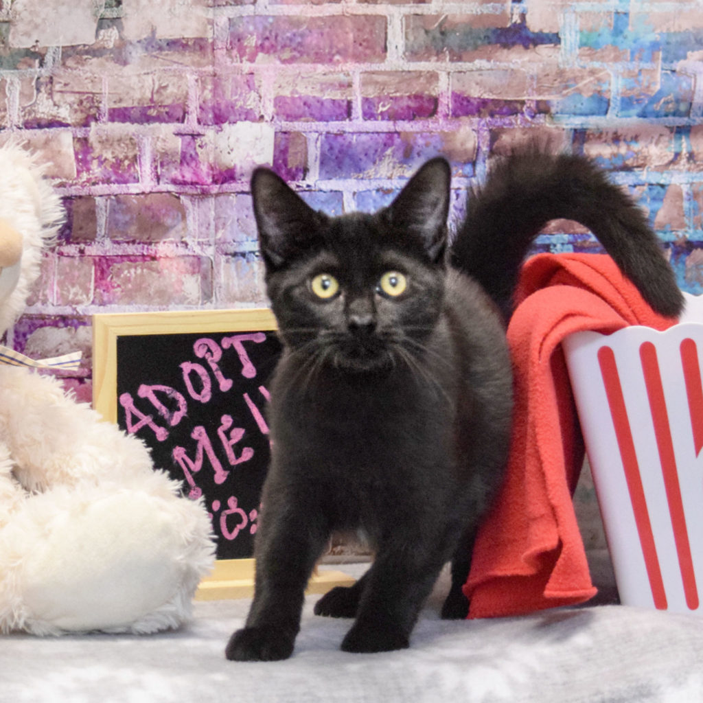 Becky - Animal House Shelter