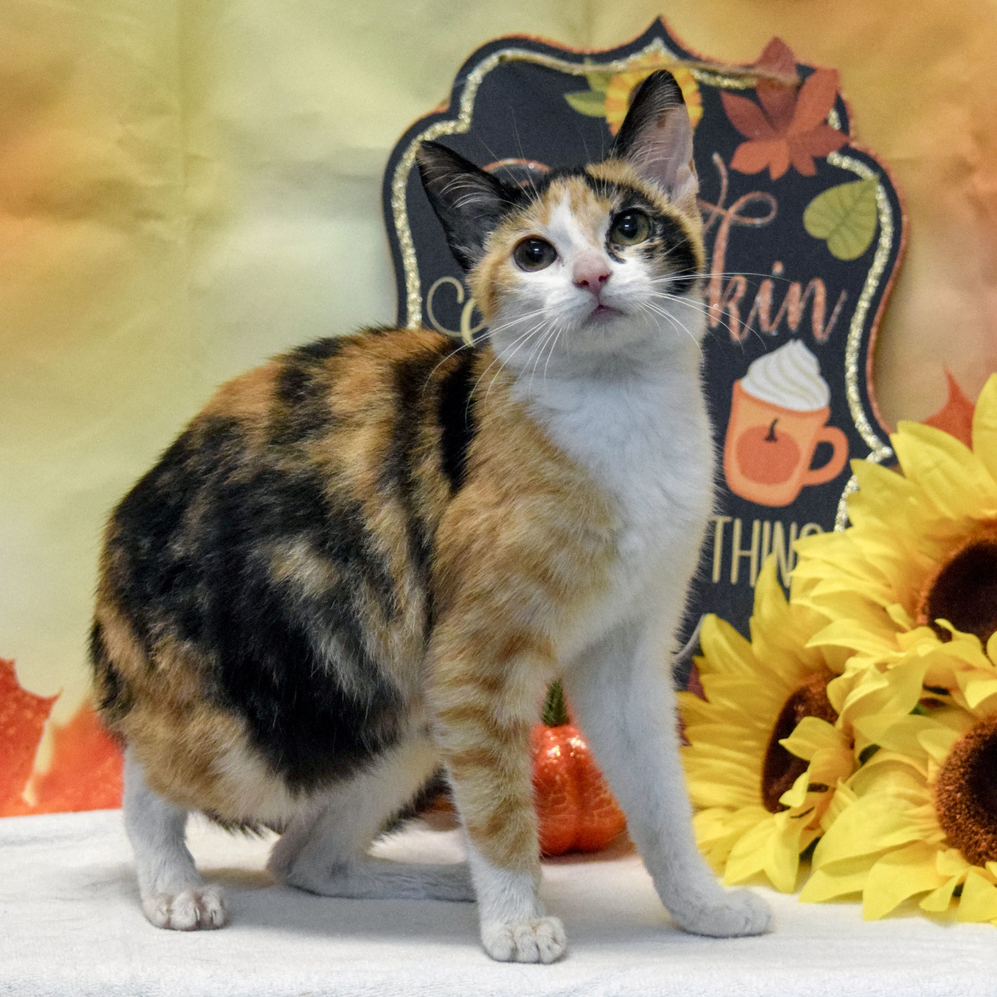 Caroline - Animal House Shelter