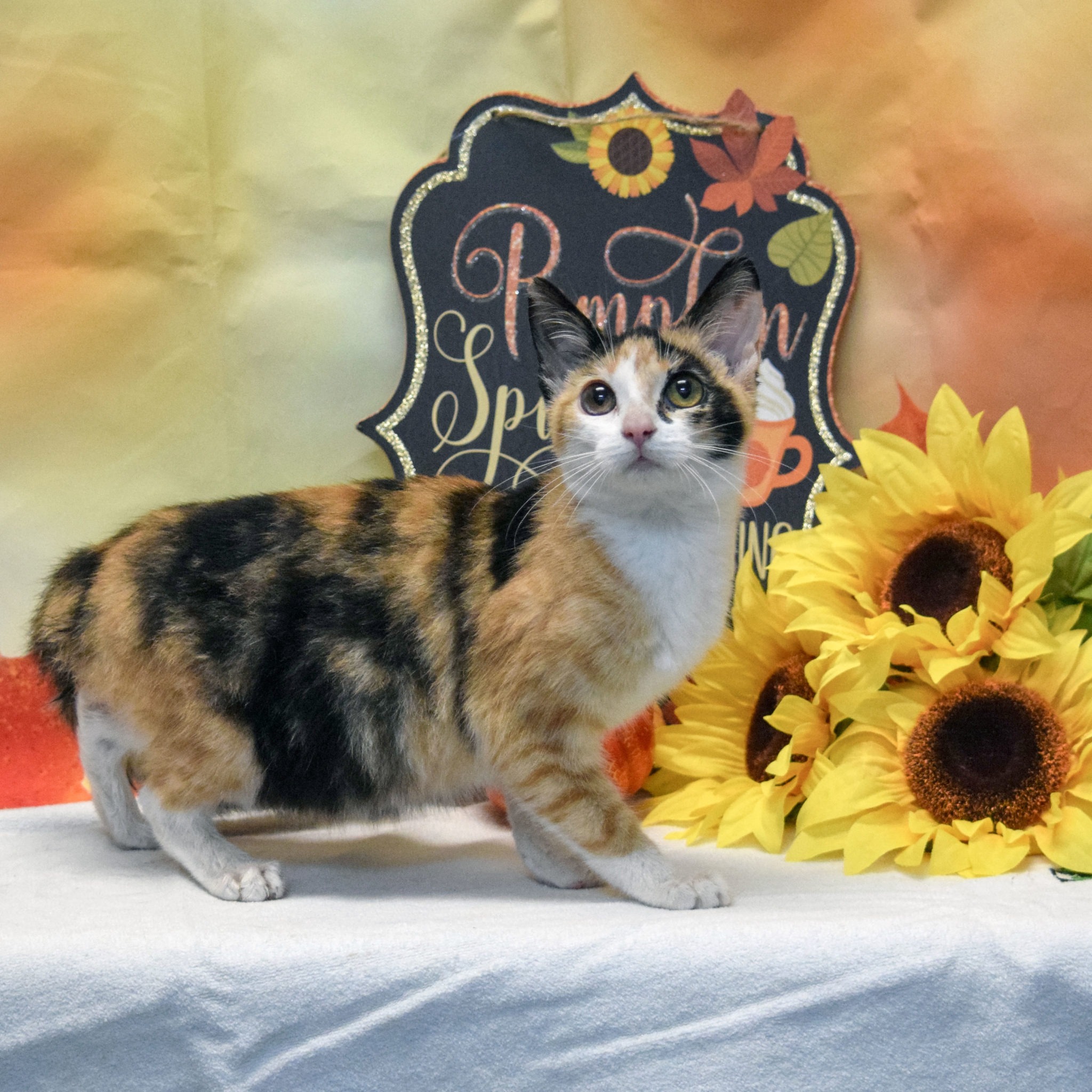 Caroline - Animal House Shelter