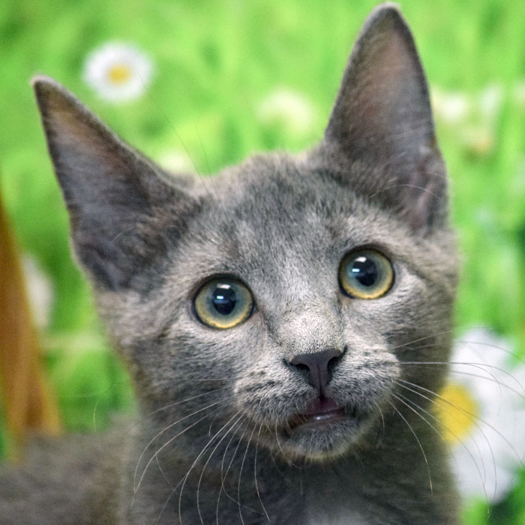 Dotty - Animal House Shelter