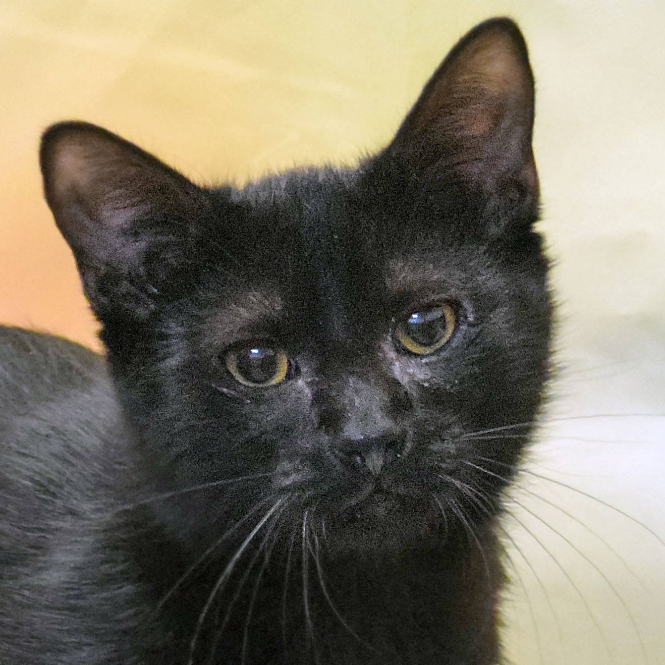 Golden - Animal House Shelter