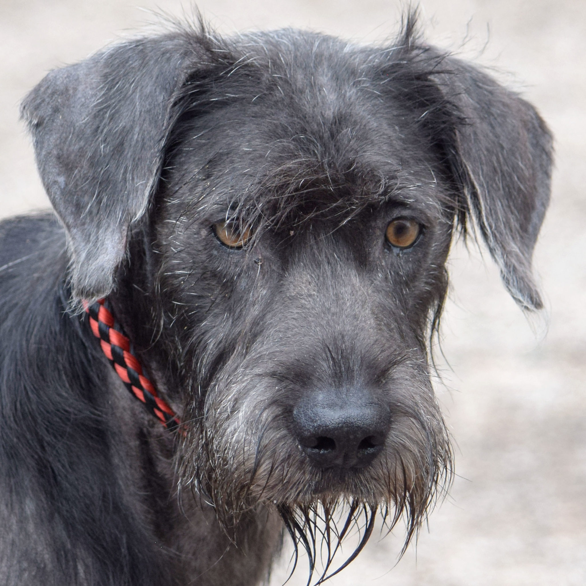 Jack - Animal House Shelter