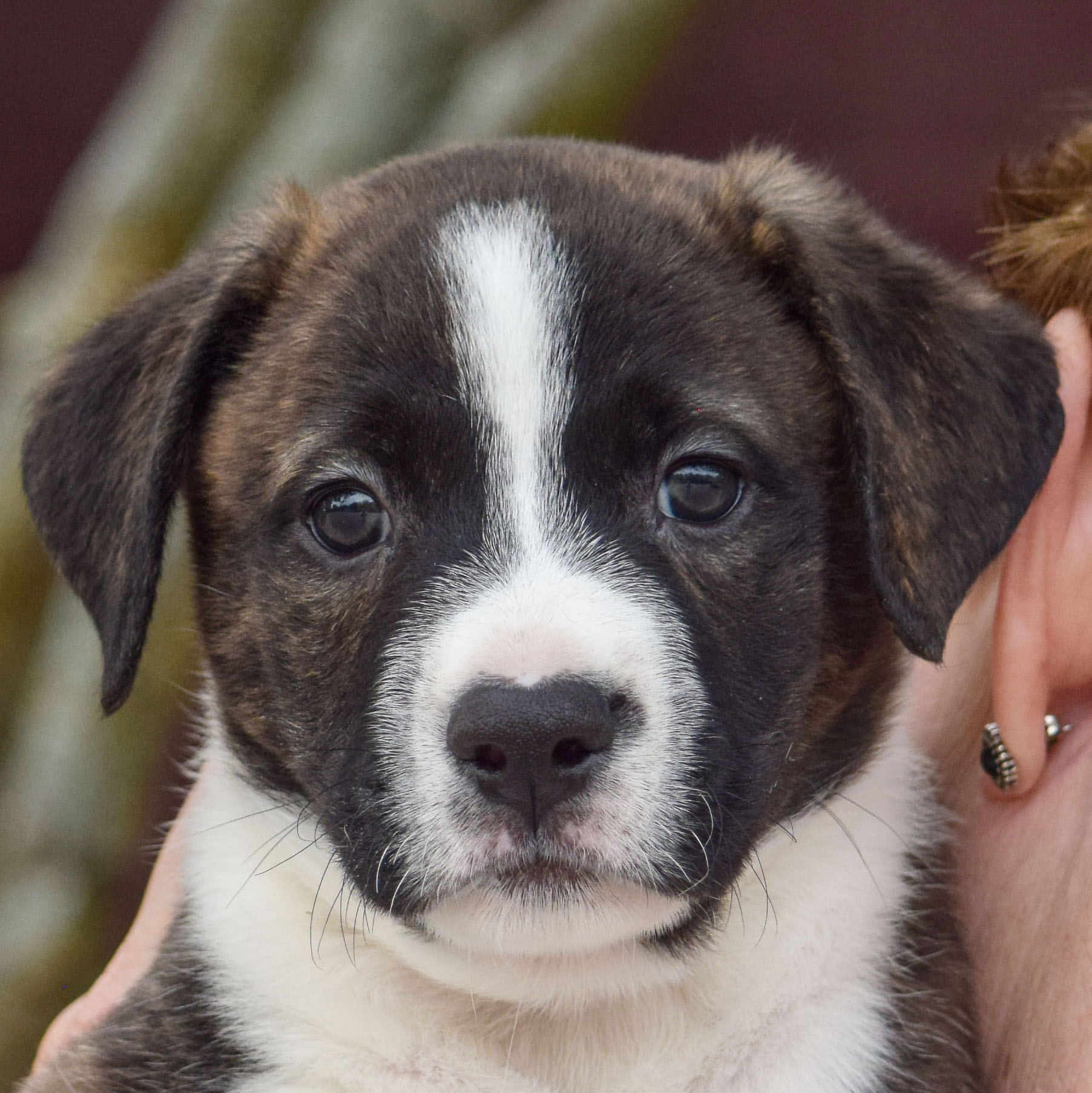 Jack - Animal House Shelter