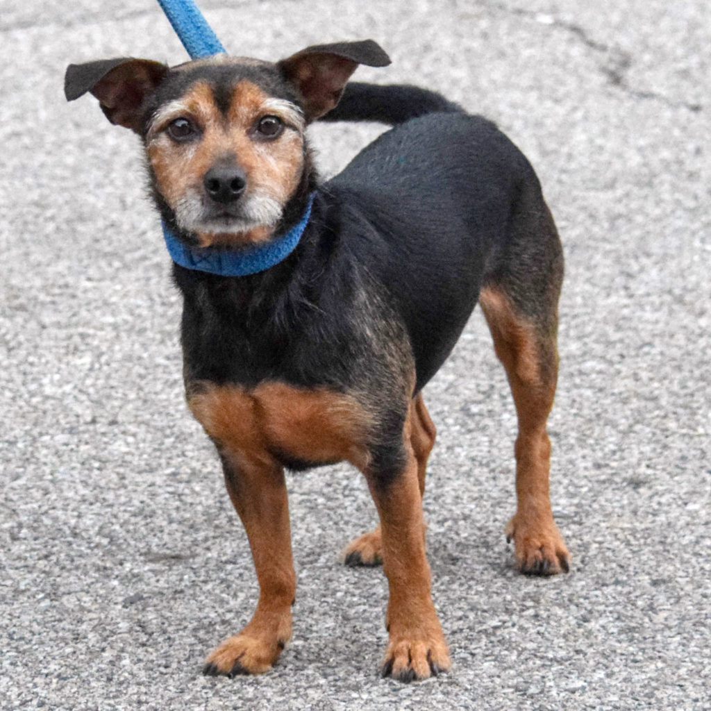 Jake - Animal House Shelter