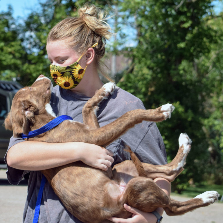 Layton - Animal House Shelter