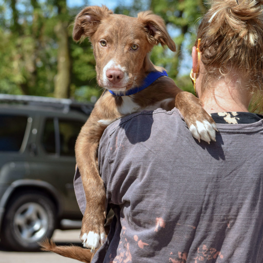 Layton - Animal House Shelter
