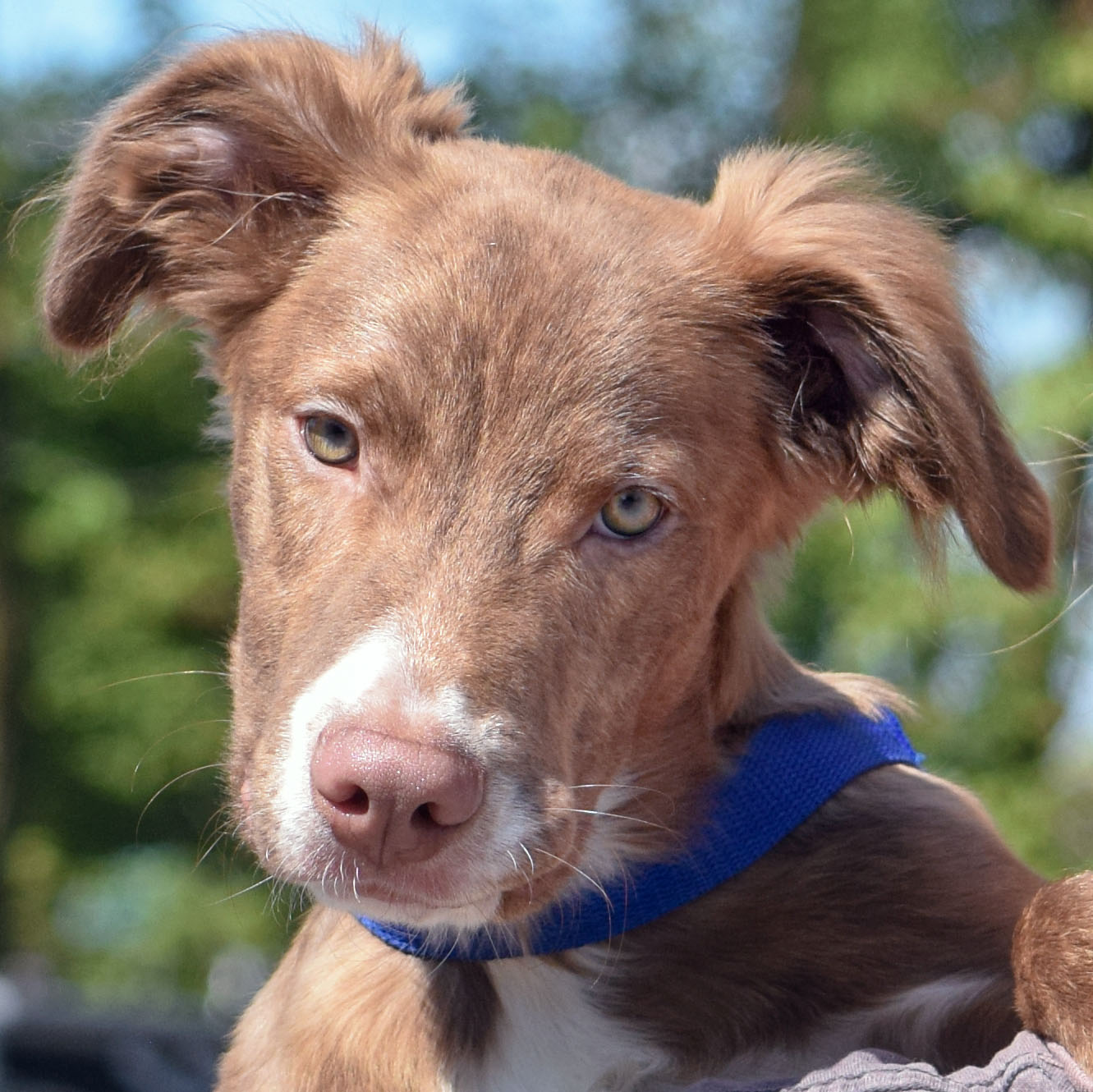 Layton - Animal House Shelter