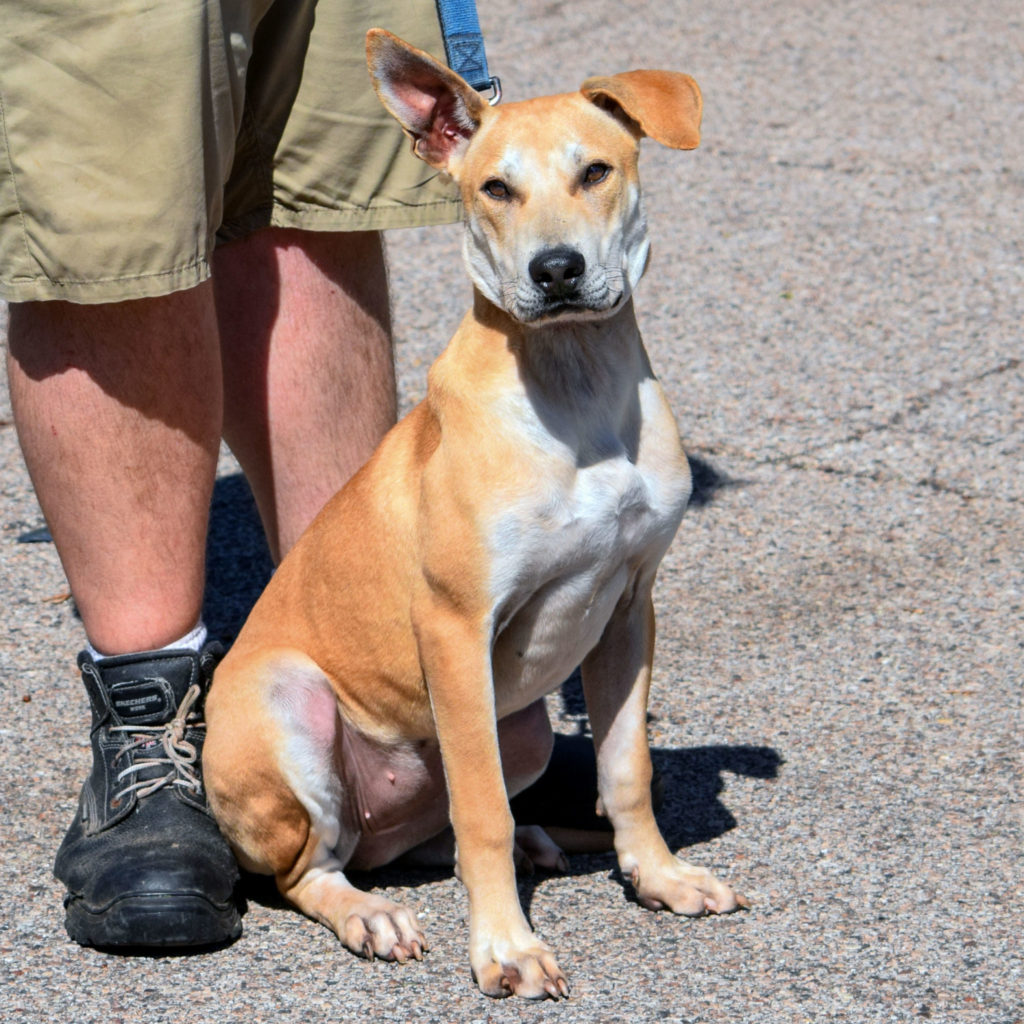 Leah - Animal House Shelter