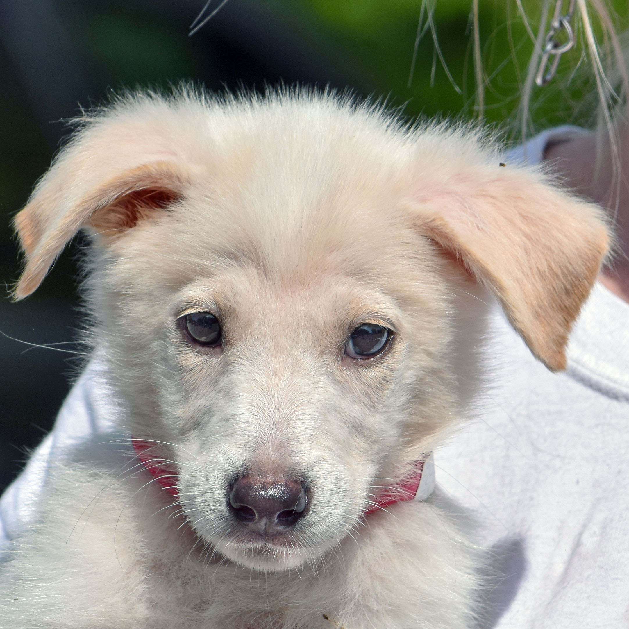 Malibu - Animal House Shelter