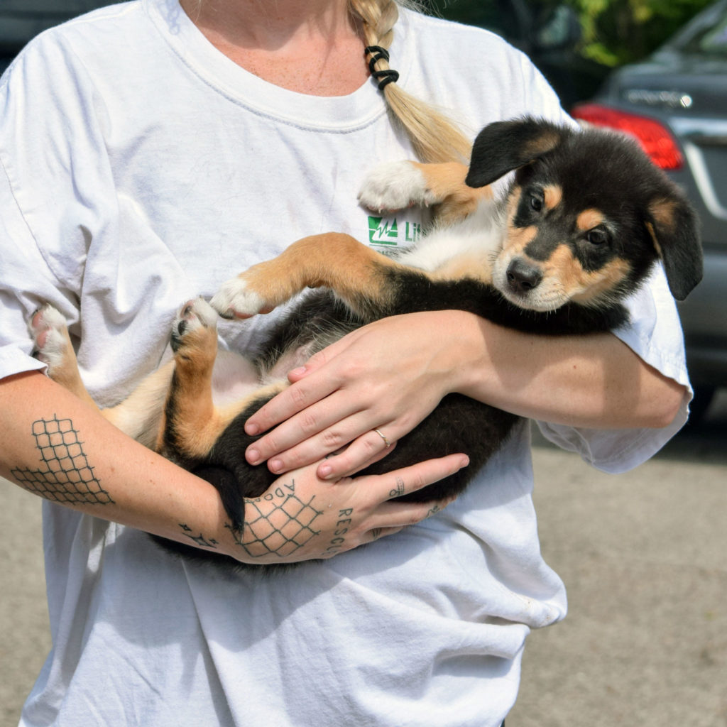 Merlot - Animal House Shelter