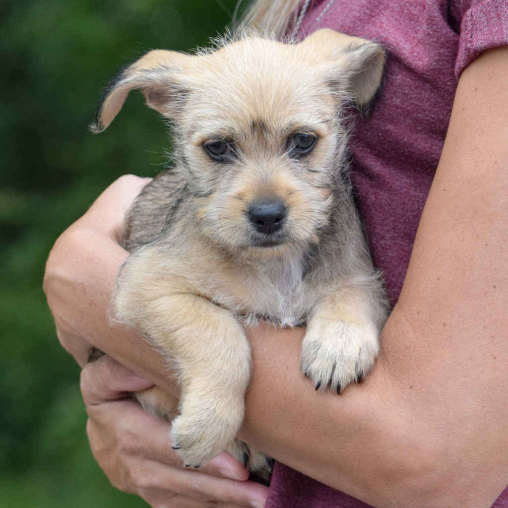 Millie - Animal House Shelter