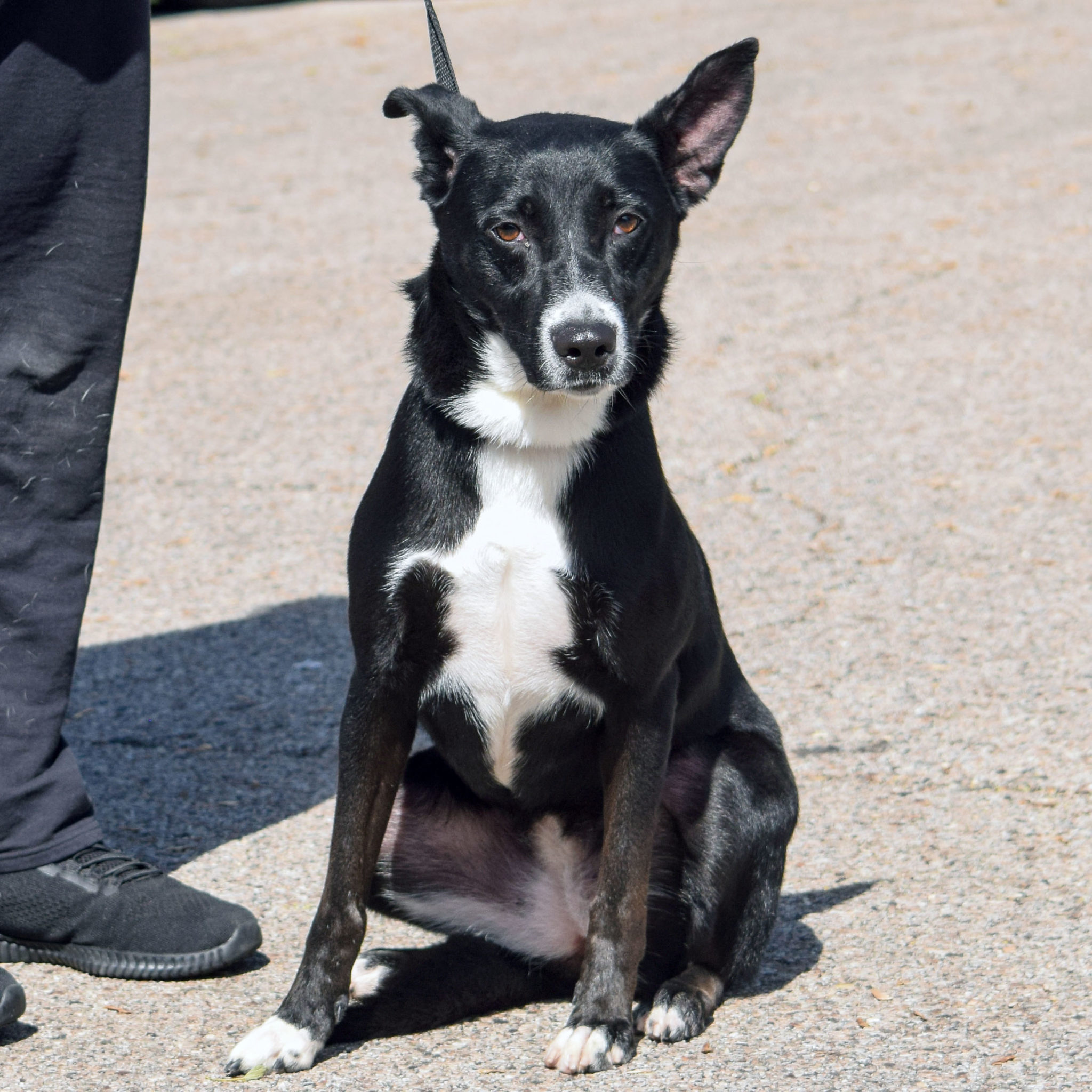 Nicole - Animal House Shelter